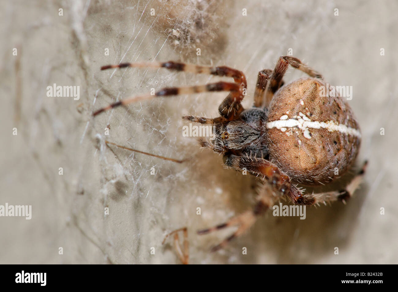 Spider reproductive hi-res stock photography and images - Alamy
