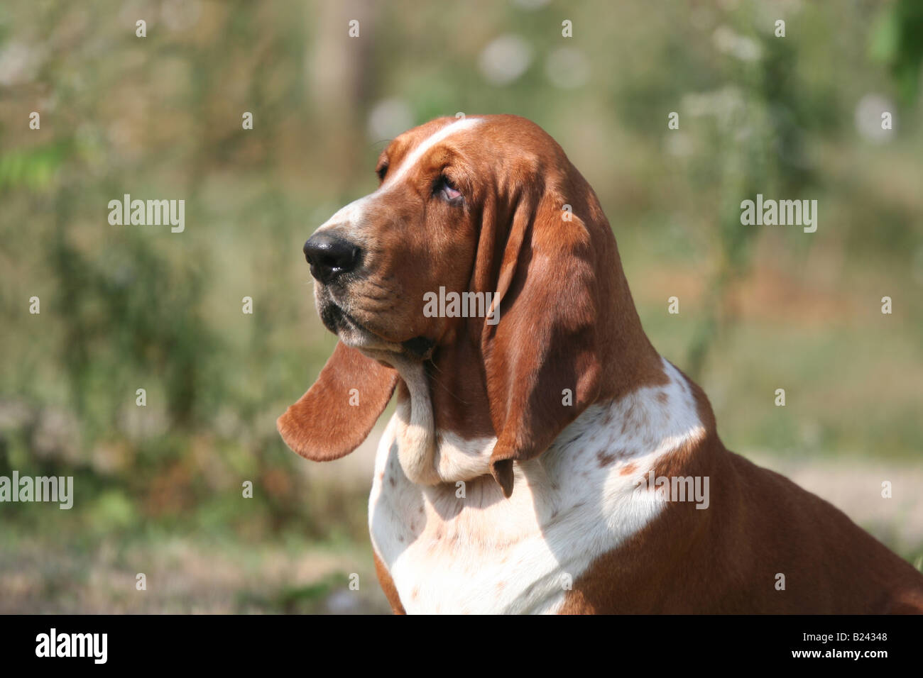 The profile photo of a basset hound adult Stock Photo - Alamy