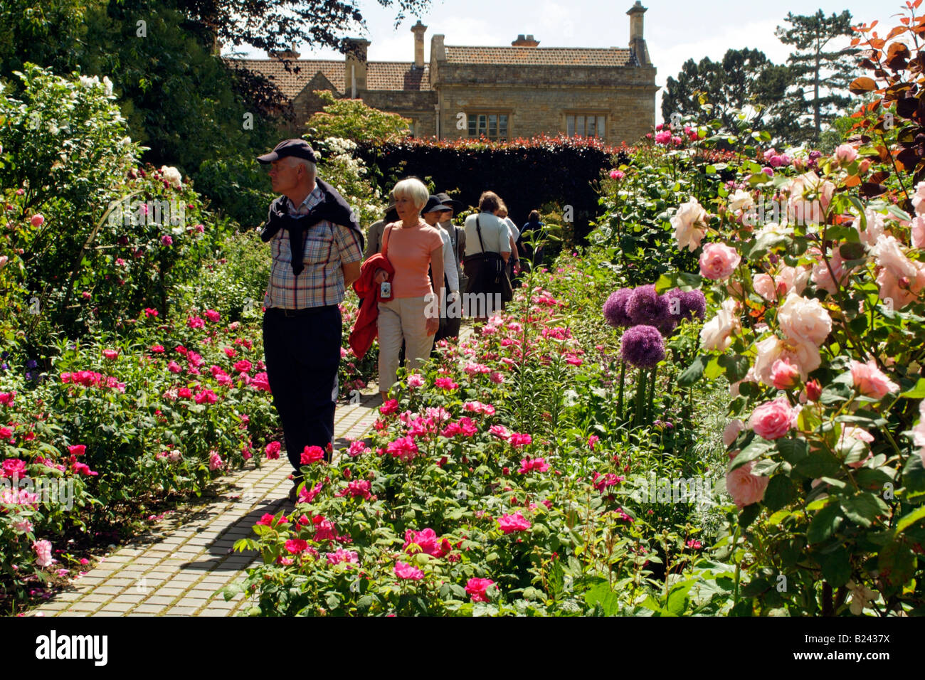 Kiftsgate rose hi-res stock photography and images - Alamy