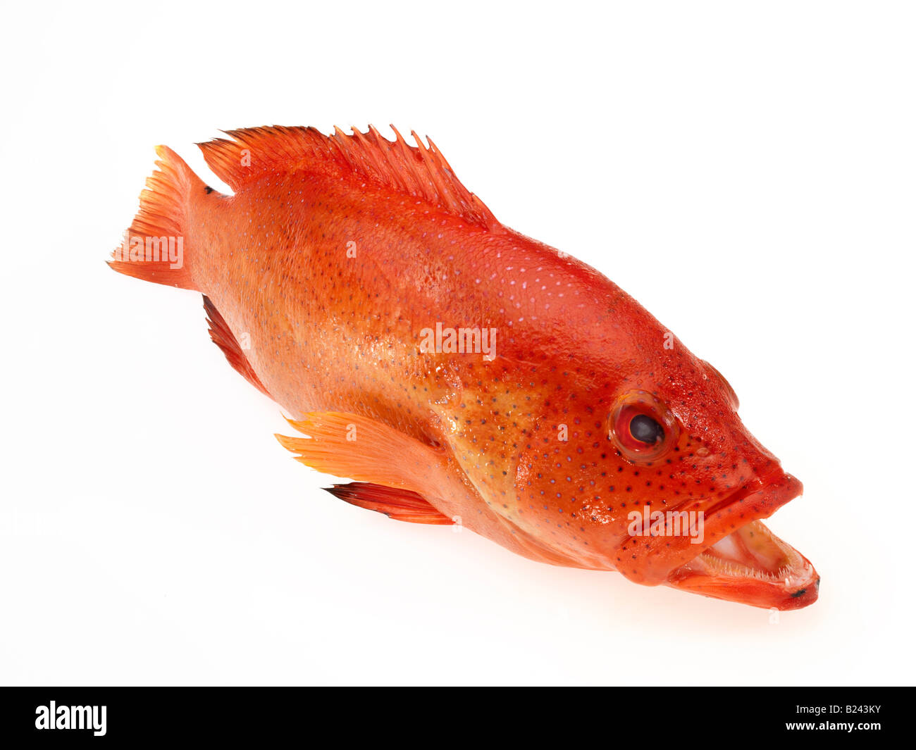 Grouper mouth hi-res stock photography and images - Alamy