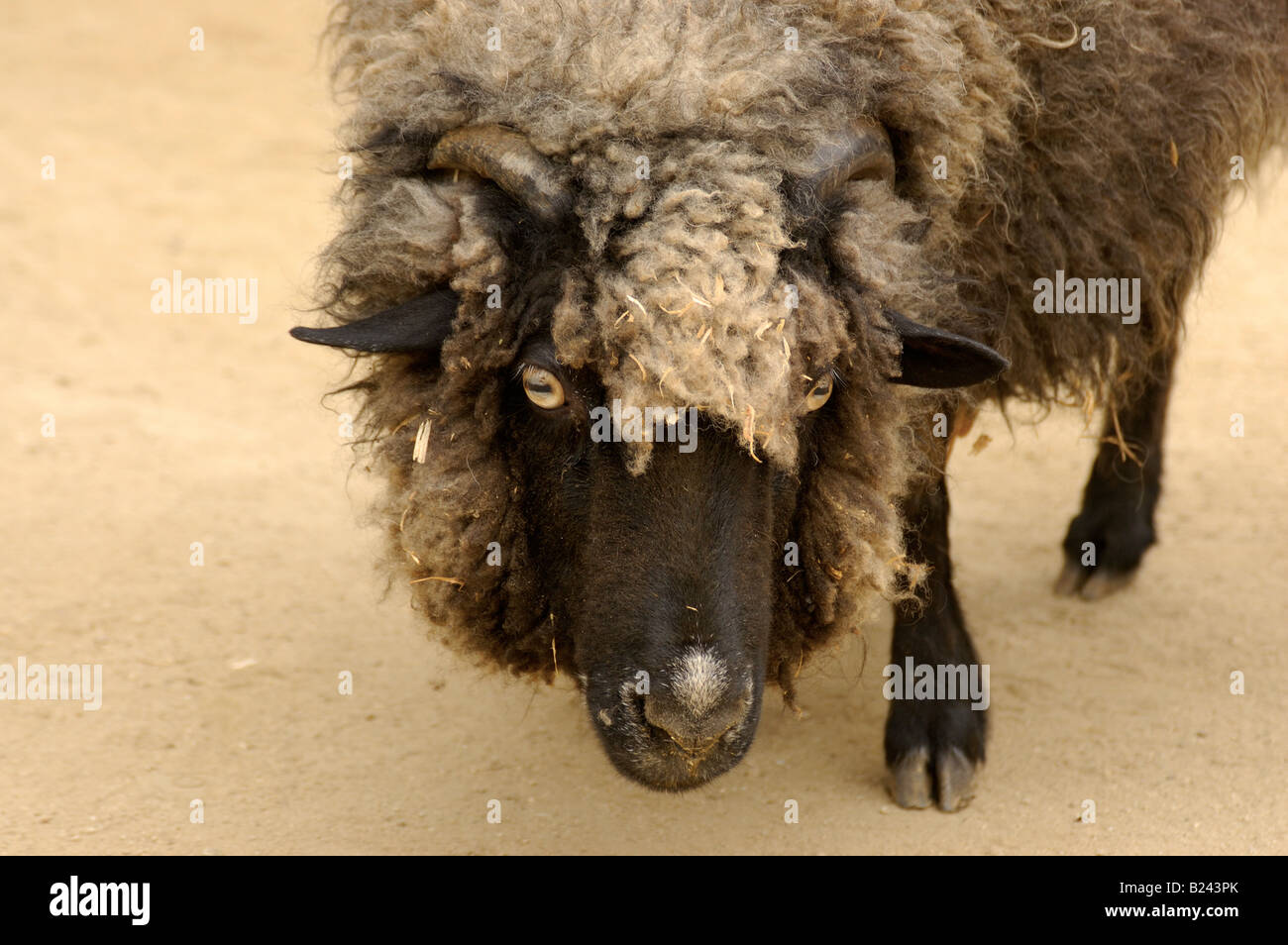 A portrait of domestic sheep Focus on the eyes ram Stock Photo - Alamy