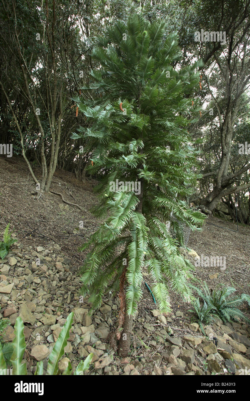 David noble wollemi hi-res stock photography and images - Alamy