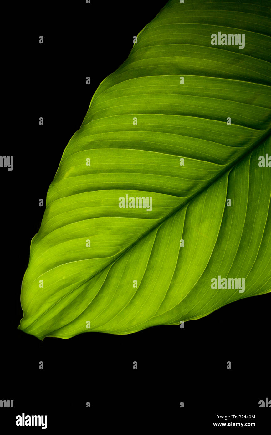 Green leaf backlit hi-res stock photography and images - Alamy