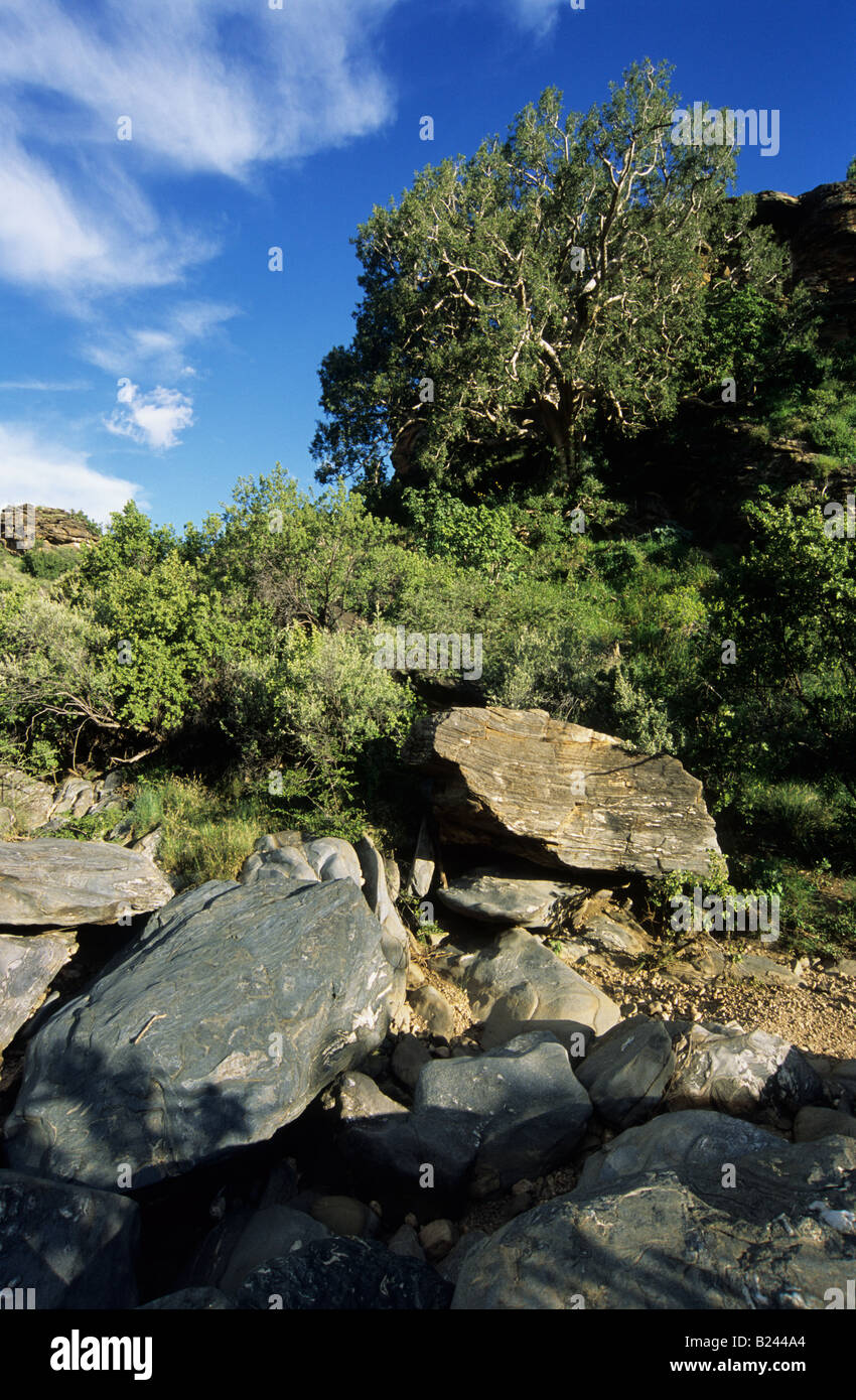 African fig tree illustration hi-res stock photography and images - Alamy