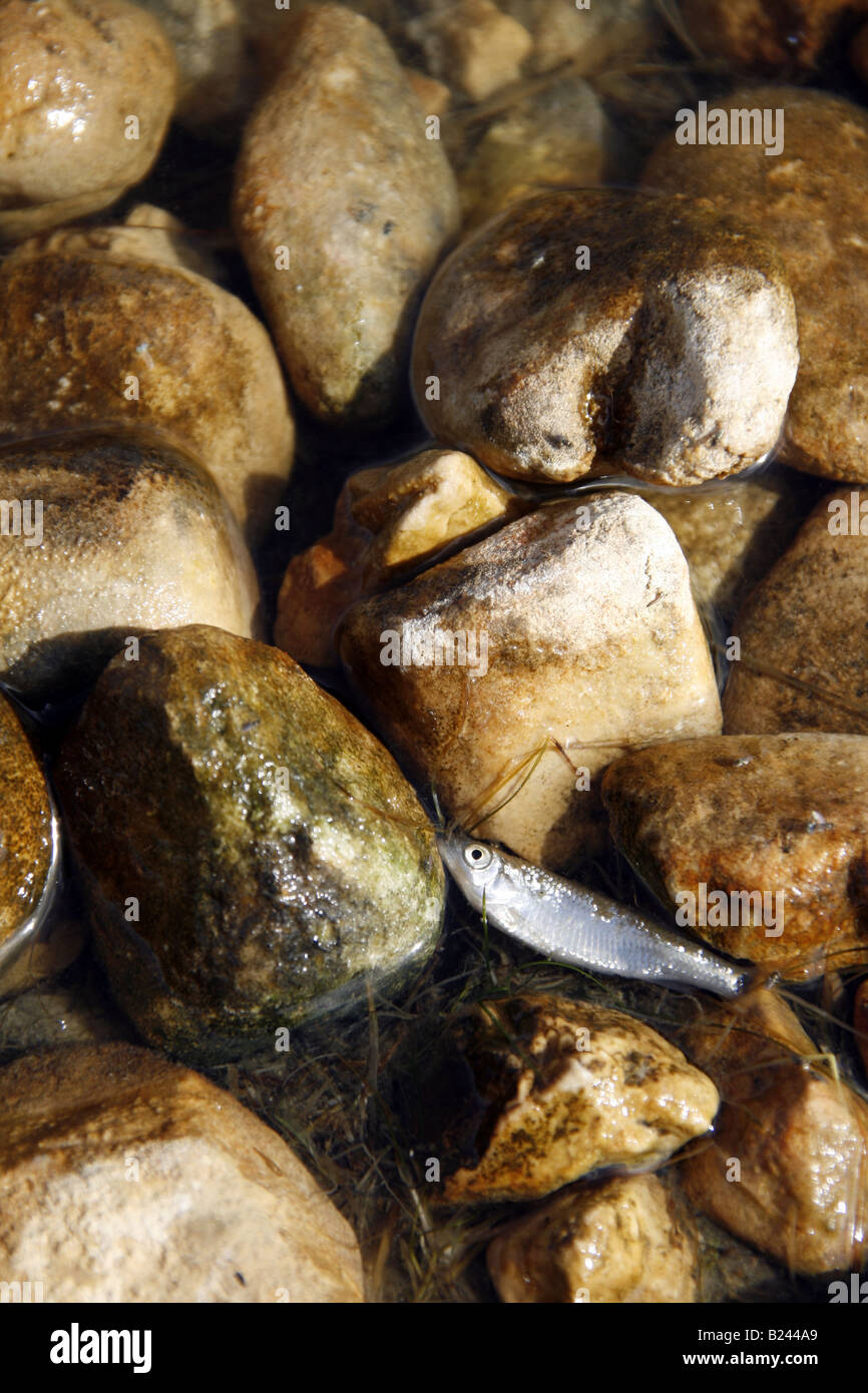one dead small silver fish in rocks by river bank Stock Photo - Alamy