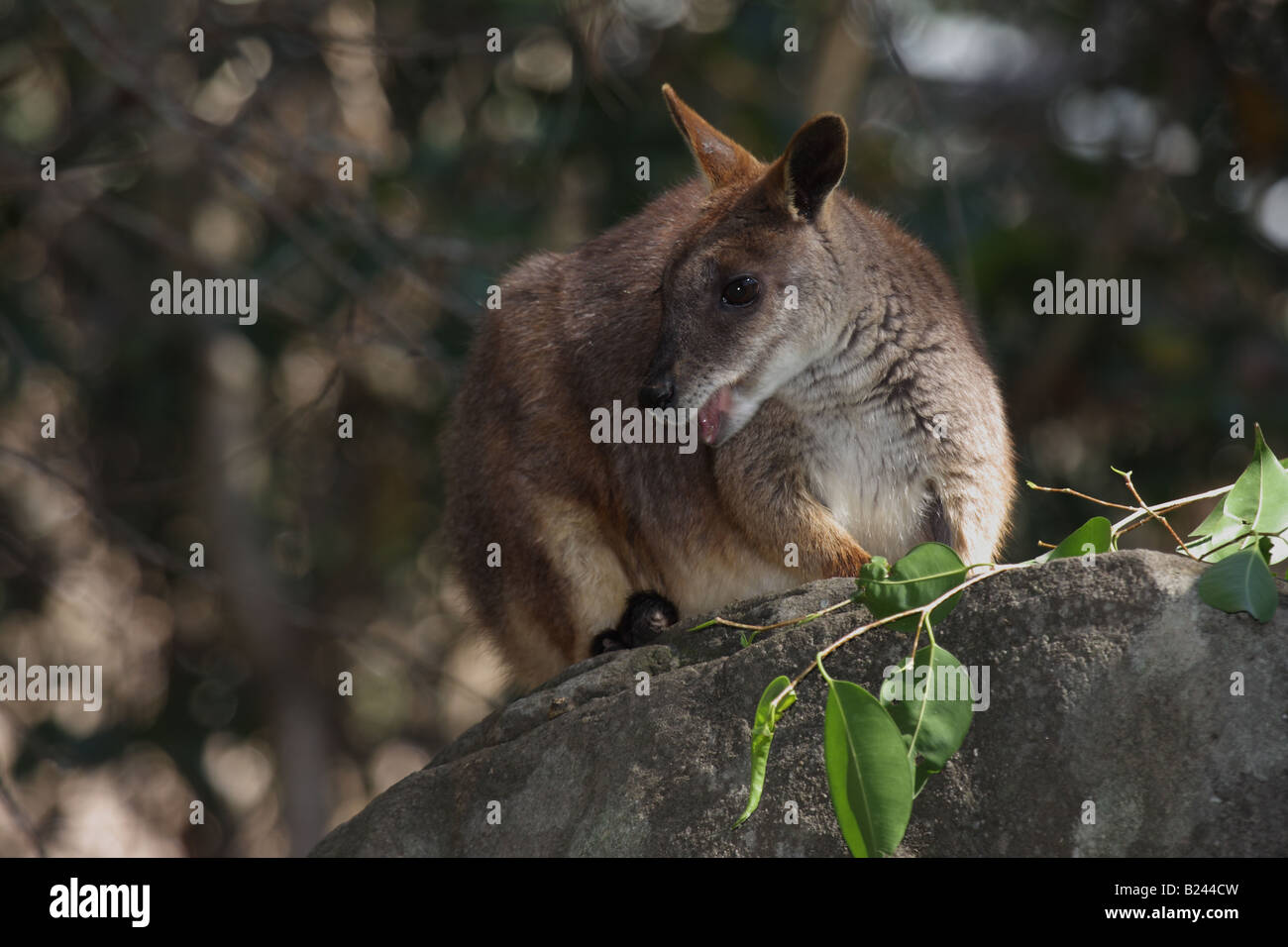 Proserpine persephone hi-res stock photography and images - Alamy