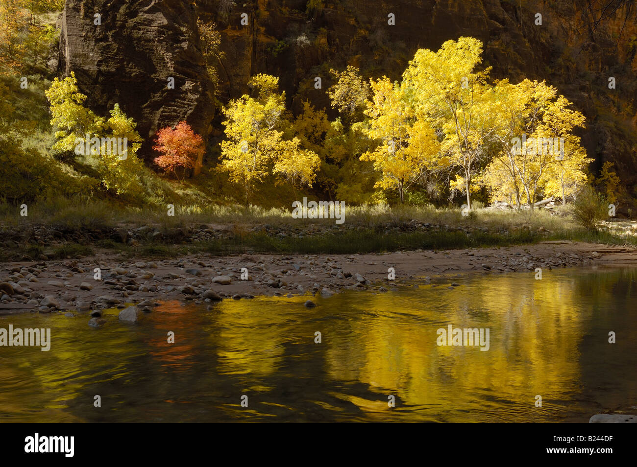 Trees in gorgeous fall colors are reflected in North Fork Virgin River ...