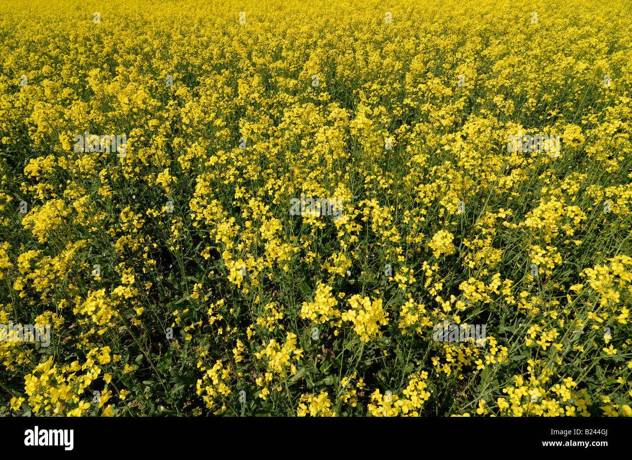 Field of yellow rape seed Stock Photo - Alamy