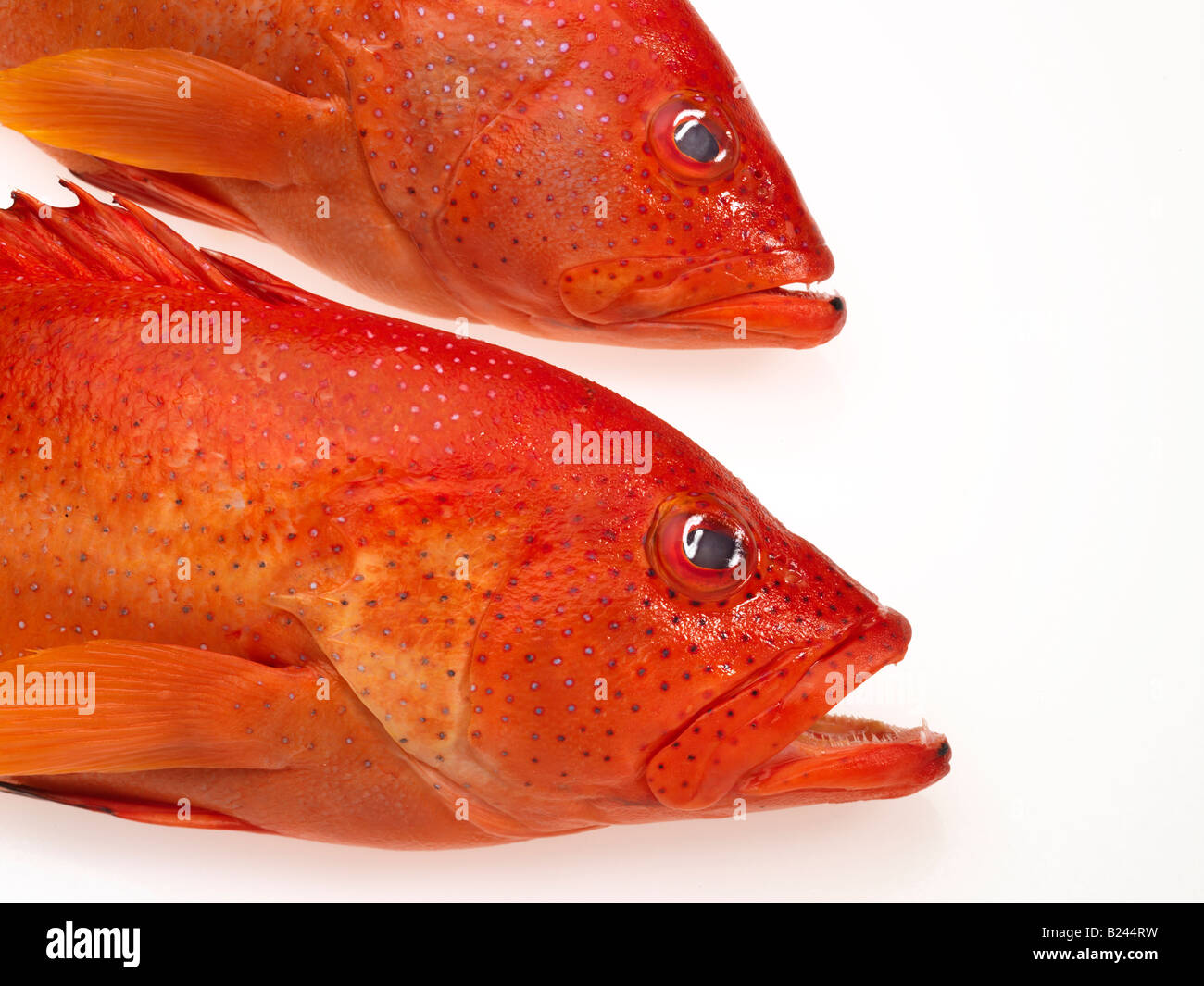 Strawberry grouper fish hi-res stock photography and images - Alamy
