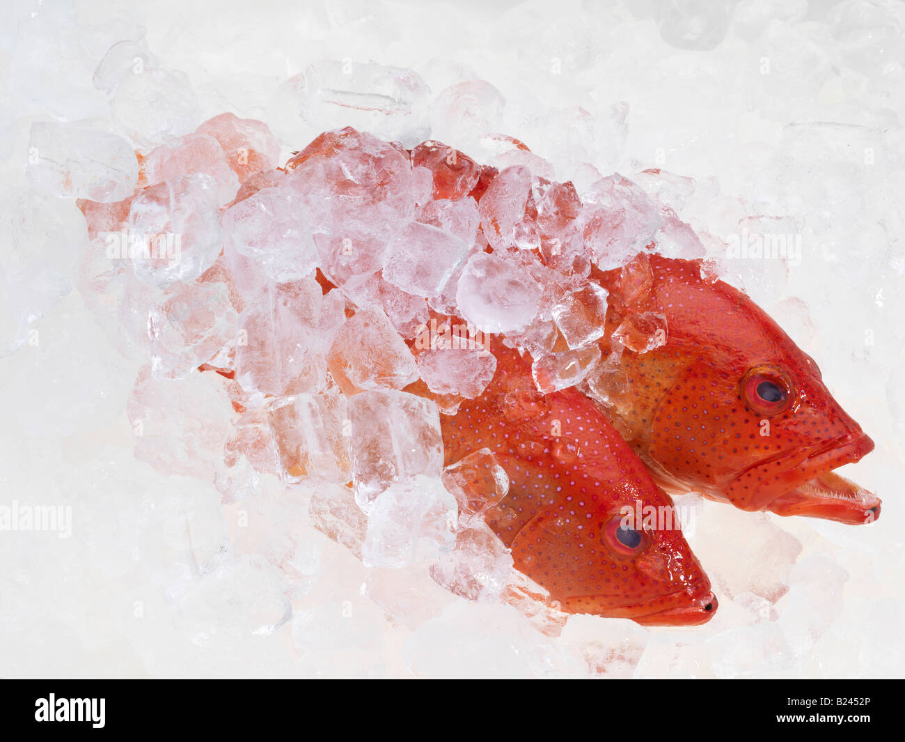 Strawberry grouper fish hi-res stock photography and images - Alamy