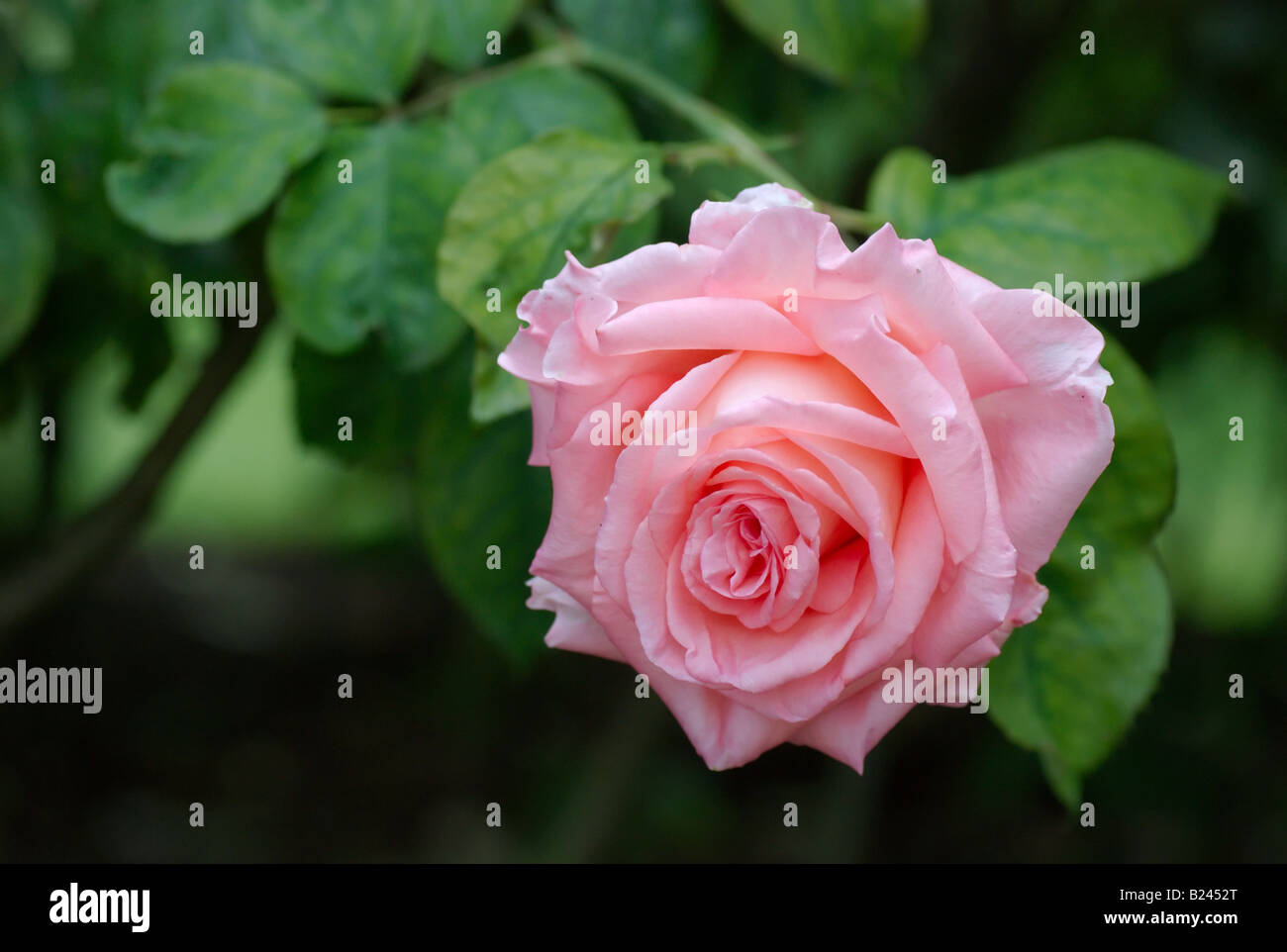Pink rose detail hi-res stock photography and images - Alamy