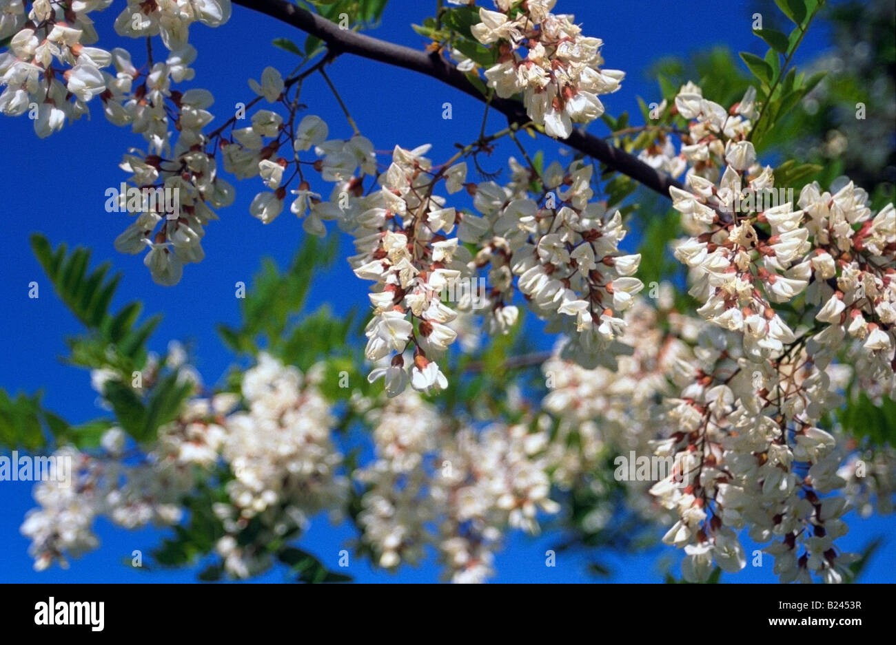 The robinia hi-res stock photography and images - Alamy