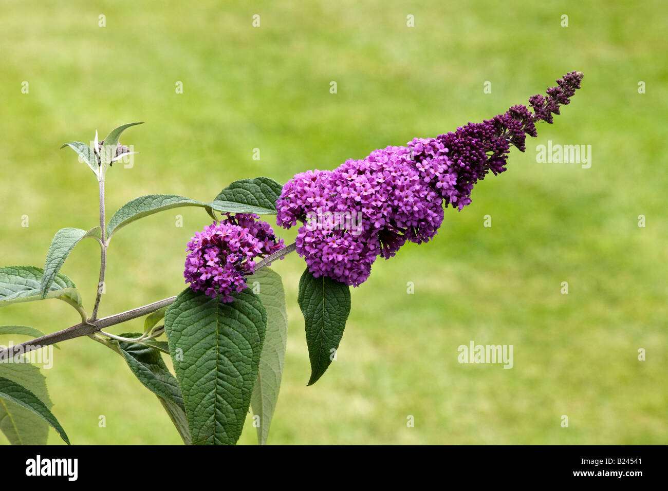 Butterfly Bush, Buddleia davidii or Buddleia Globosa Stock Photo - Alamy