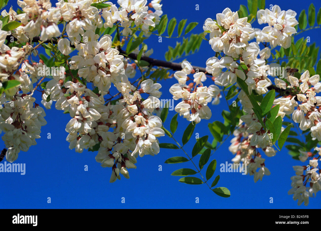 Robinia flowers hi-res stock photography and images - Alamy