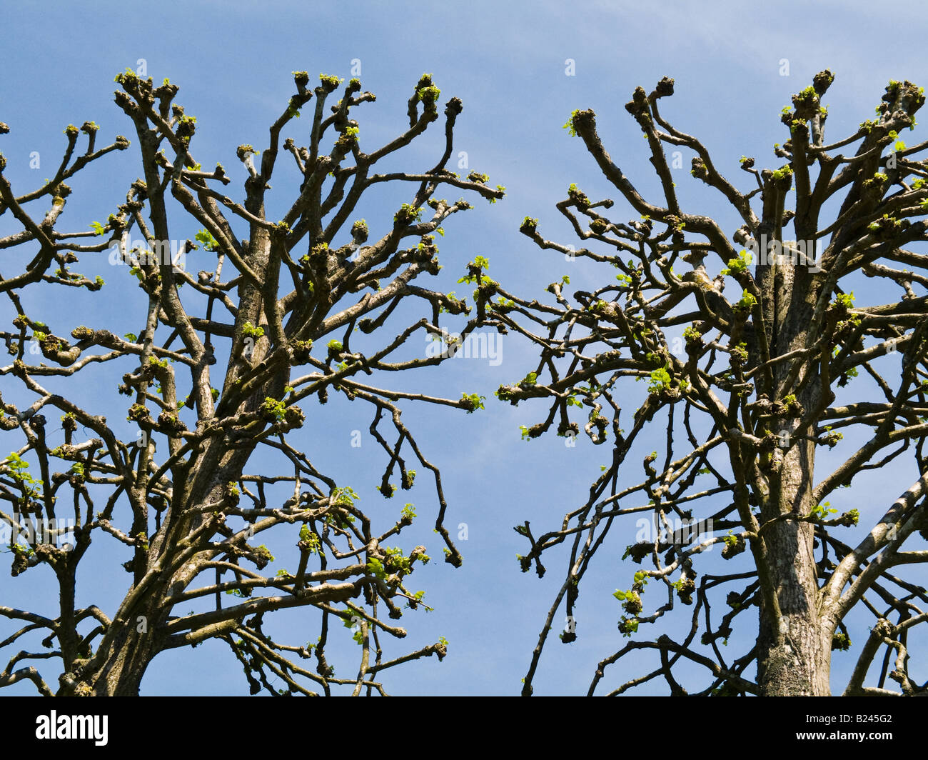 Pruned trees hi-res stock photography and images - Alamy