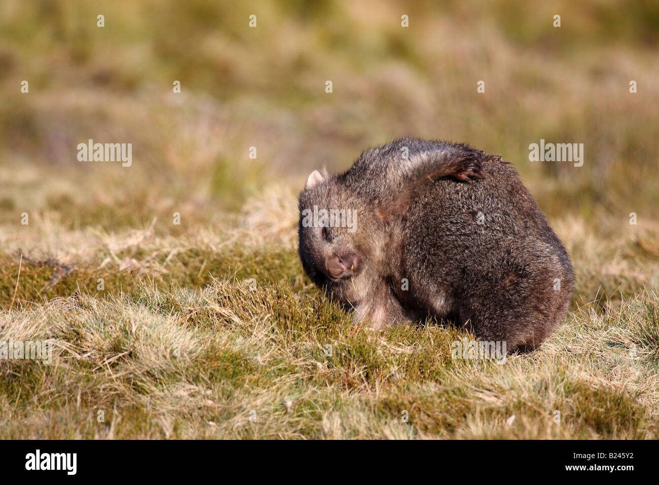 Wombat scratching hi-res stock photography and images - Alamy