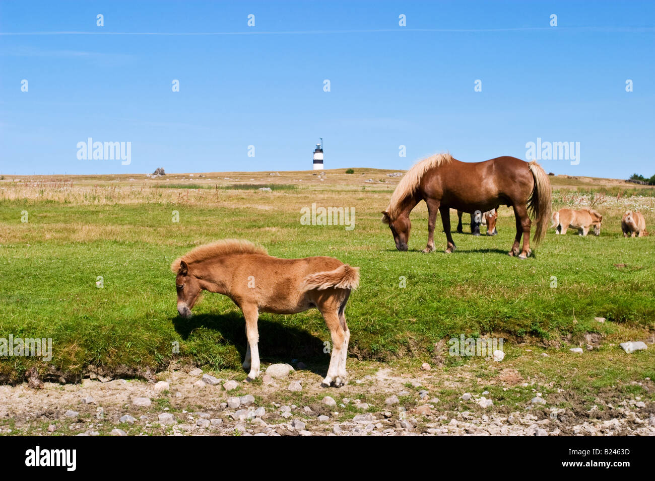 Horses graze at the meadow lighthouse in the horizon Stock Photo - Alamy