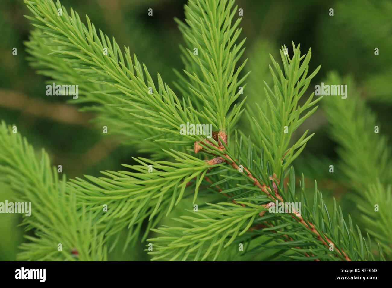 Norway spruce needles hi-res stock photography and images - Alamy