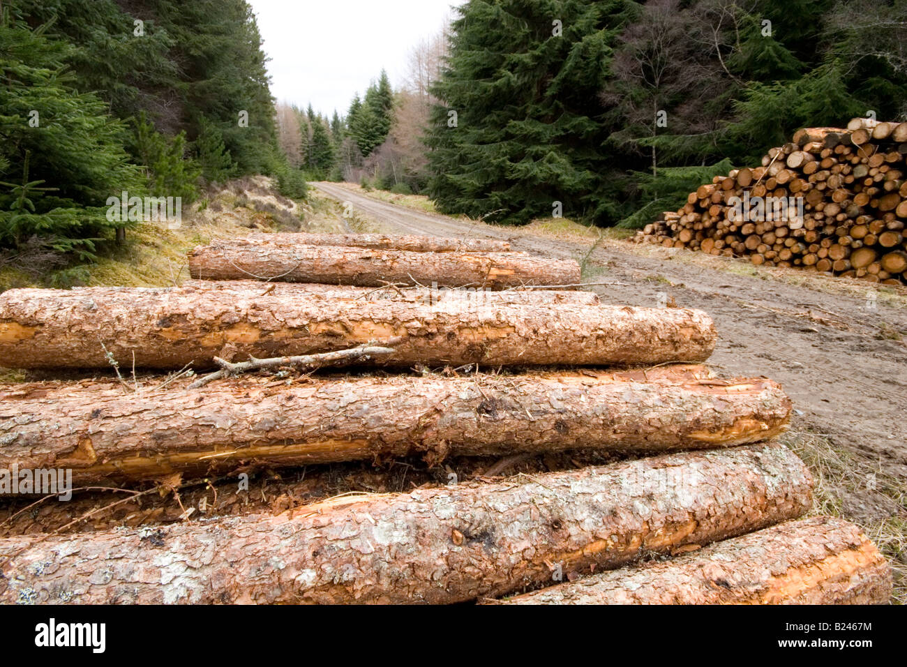 Log piles in forest awaiting collection Stock Photo - Alamy