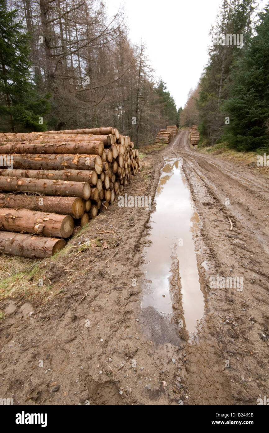 Log piles in forest awaiting collection Stock Photo - Alamy