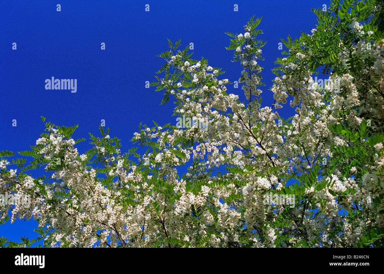 Robinia flowers hi-res stock photography and images - Alamy