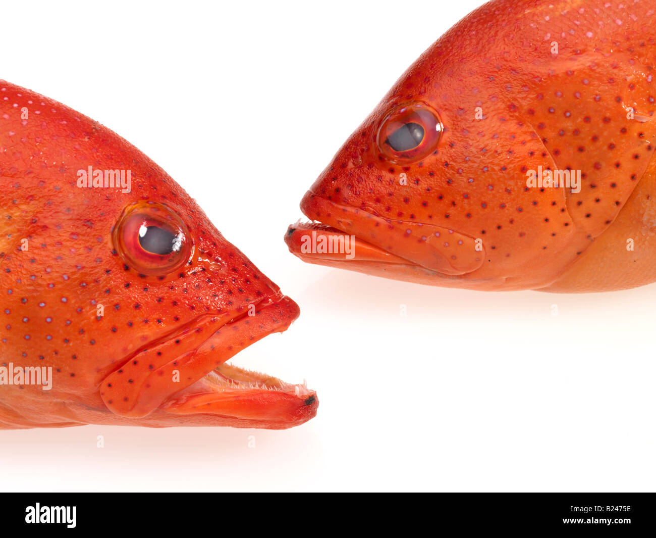 Strawberry grouper fish hi-res stock photography and images - Alamy