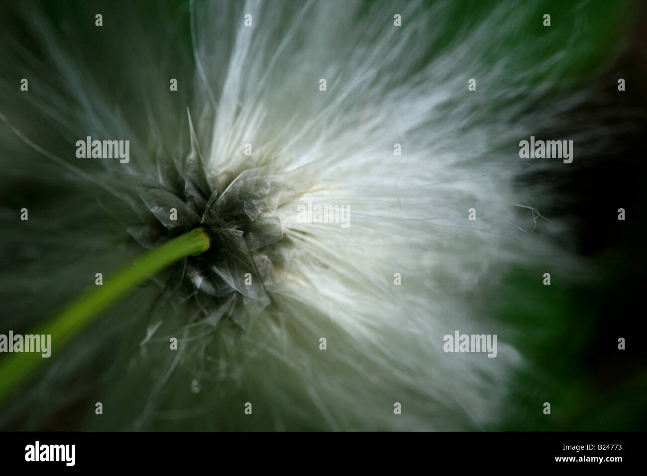 Cotton weed hi-res stock photography and images - Alamy