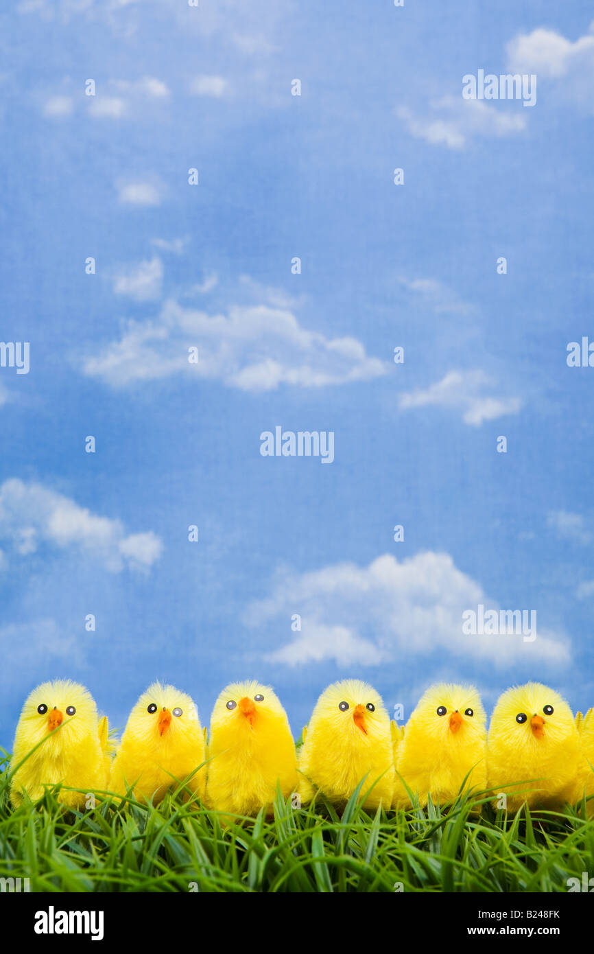 Chicks in grass hi-res stock photography and images - Alamy