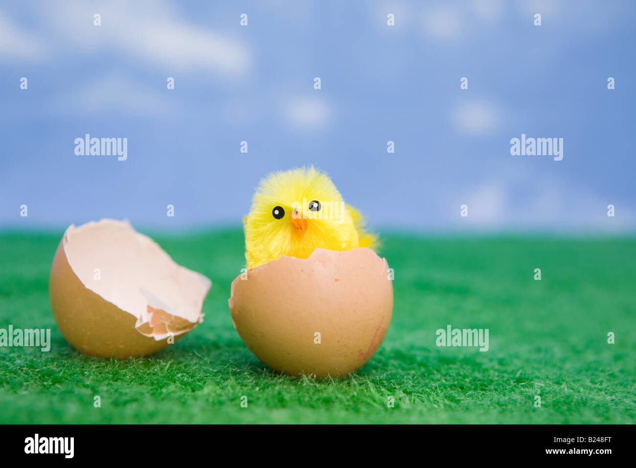 Chick Hatching High Resolution Stock Photography and Images - Alamy
