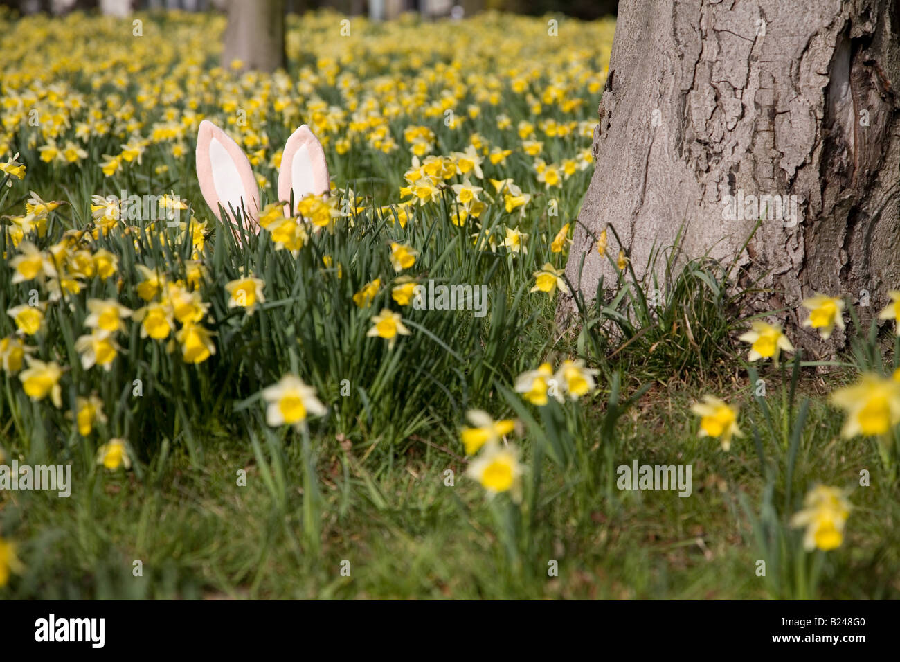 Easter bunny hi-res stock photography and images - Alamy