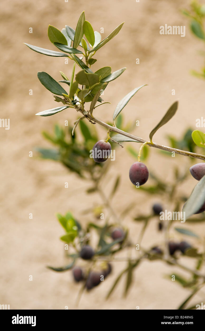 Close up of olive tree Stock Photo - Alamy