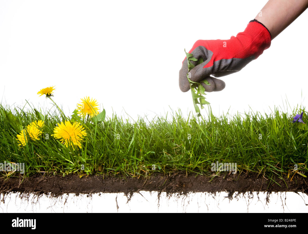 gardening picking weeds Stock Photo - Alamy