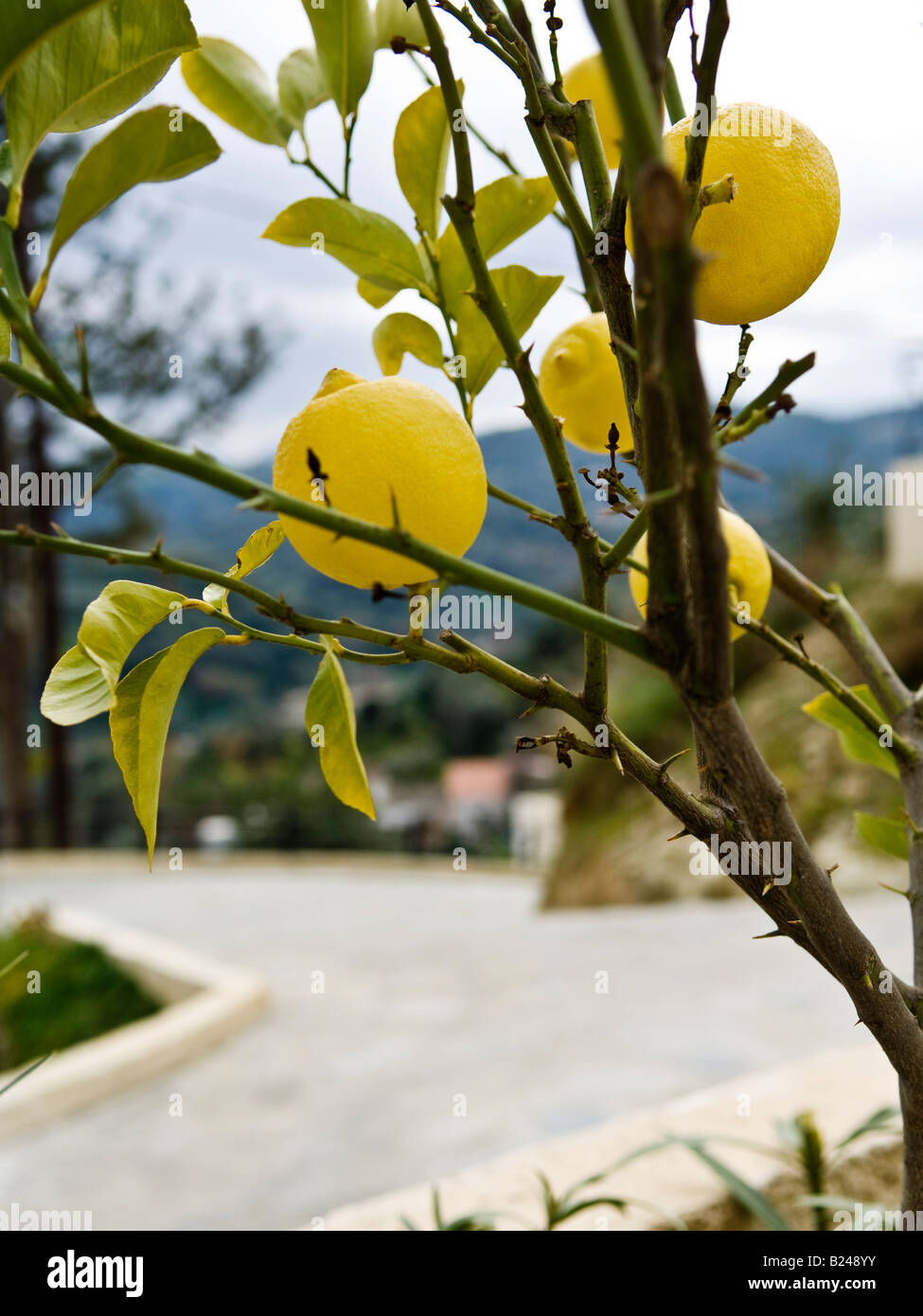Lemon tree by roadside in Crete Stock Photo - Alamy