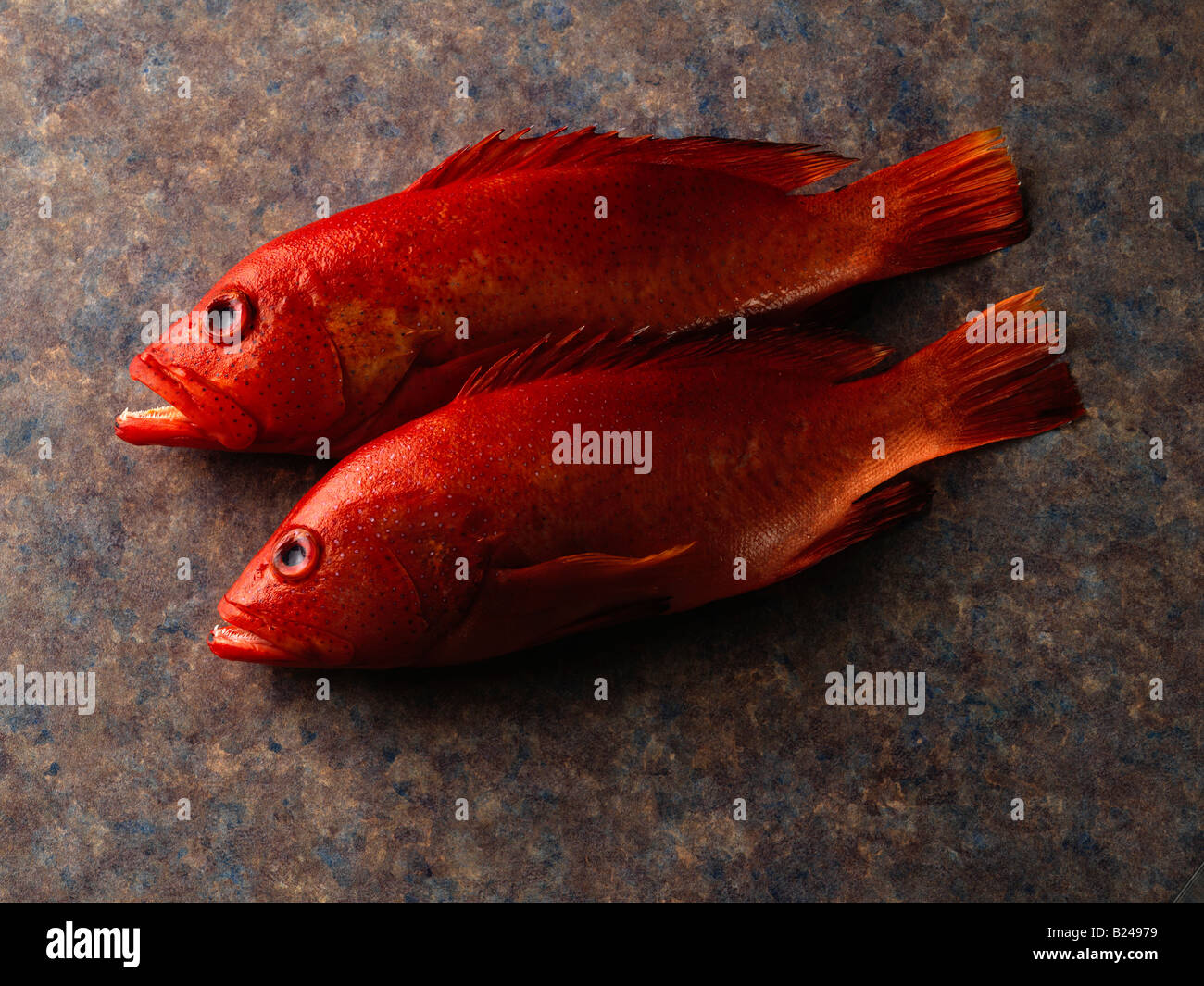 2 Strawberry Grouper fish Stock Photo - Alamy
