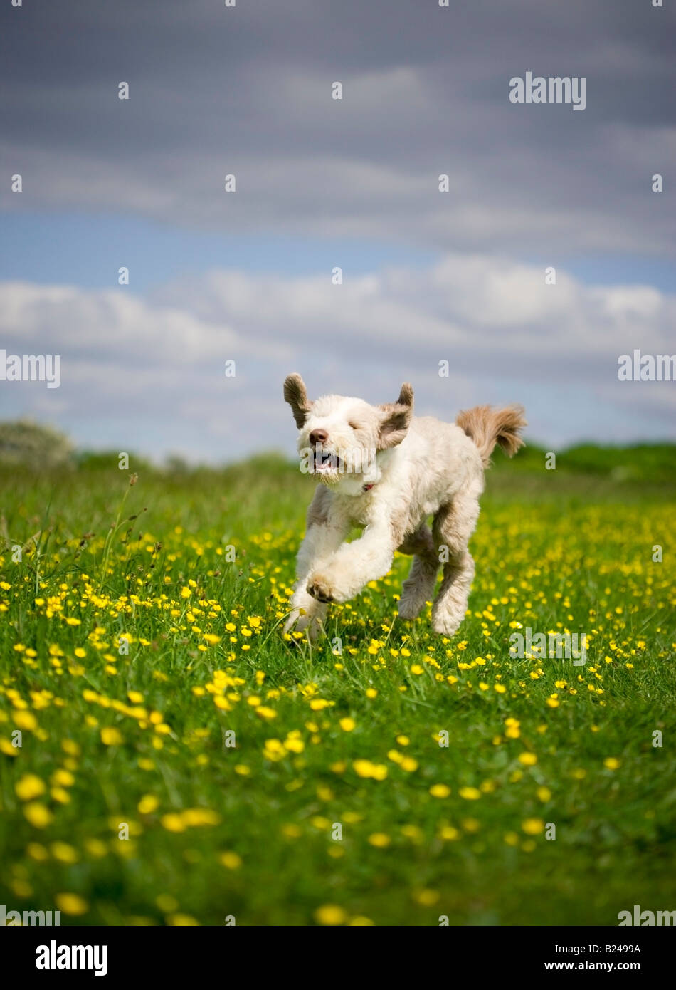 Bearded Collie Dog running in the british countryside Stock Photo - Alamy