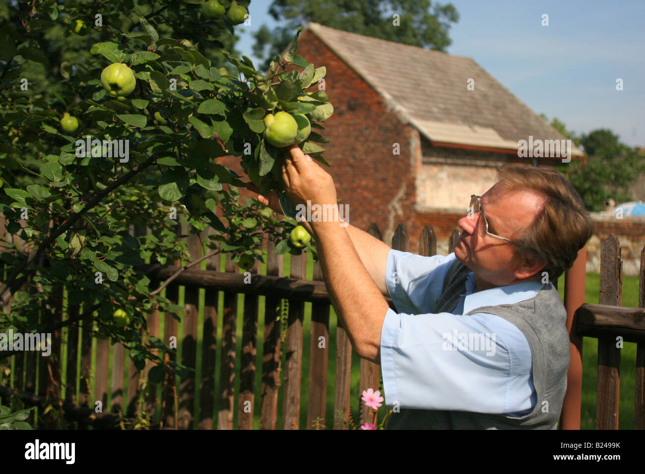 A man picking up apples from his garden, Sielsia, Poland Stock Photo ...