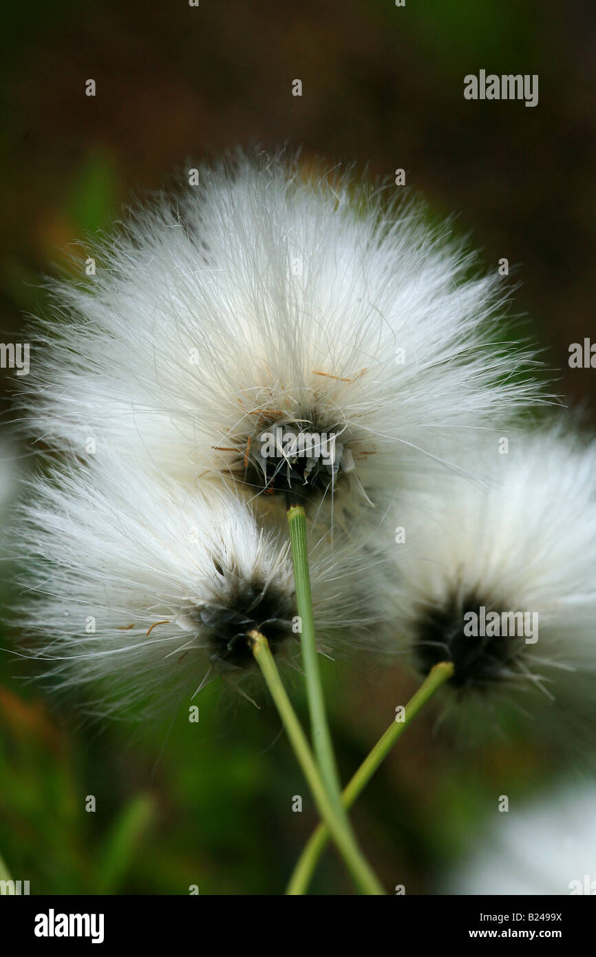 Cotton weed hi-res stock photography and images - Alamy