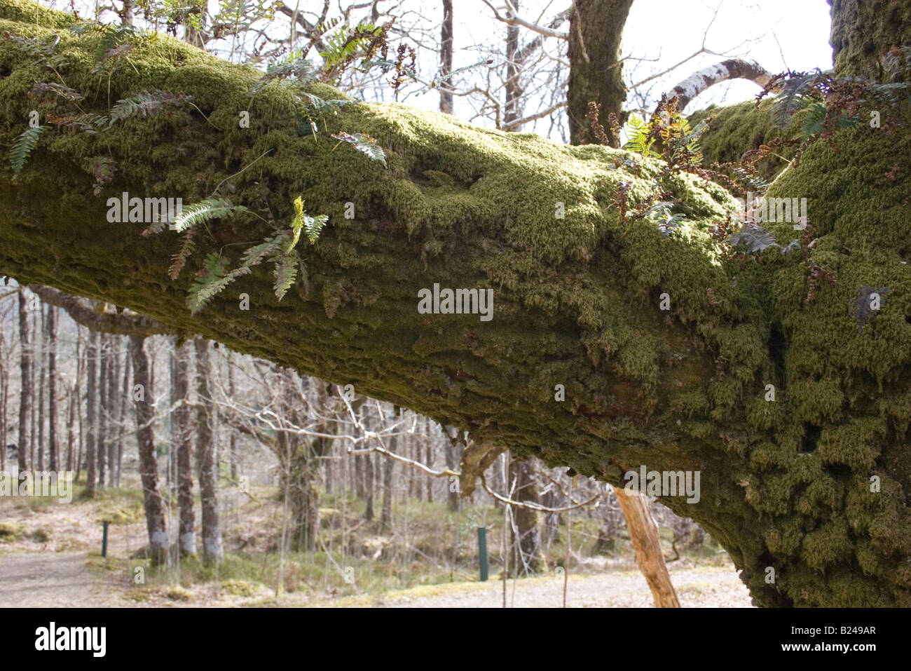 Close up of moss covered tree in woodland Stock Photo - Alamy