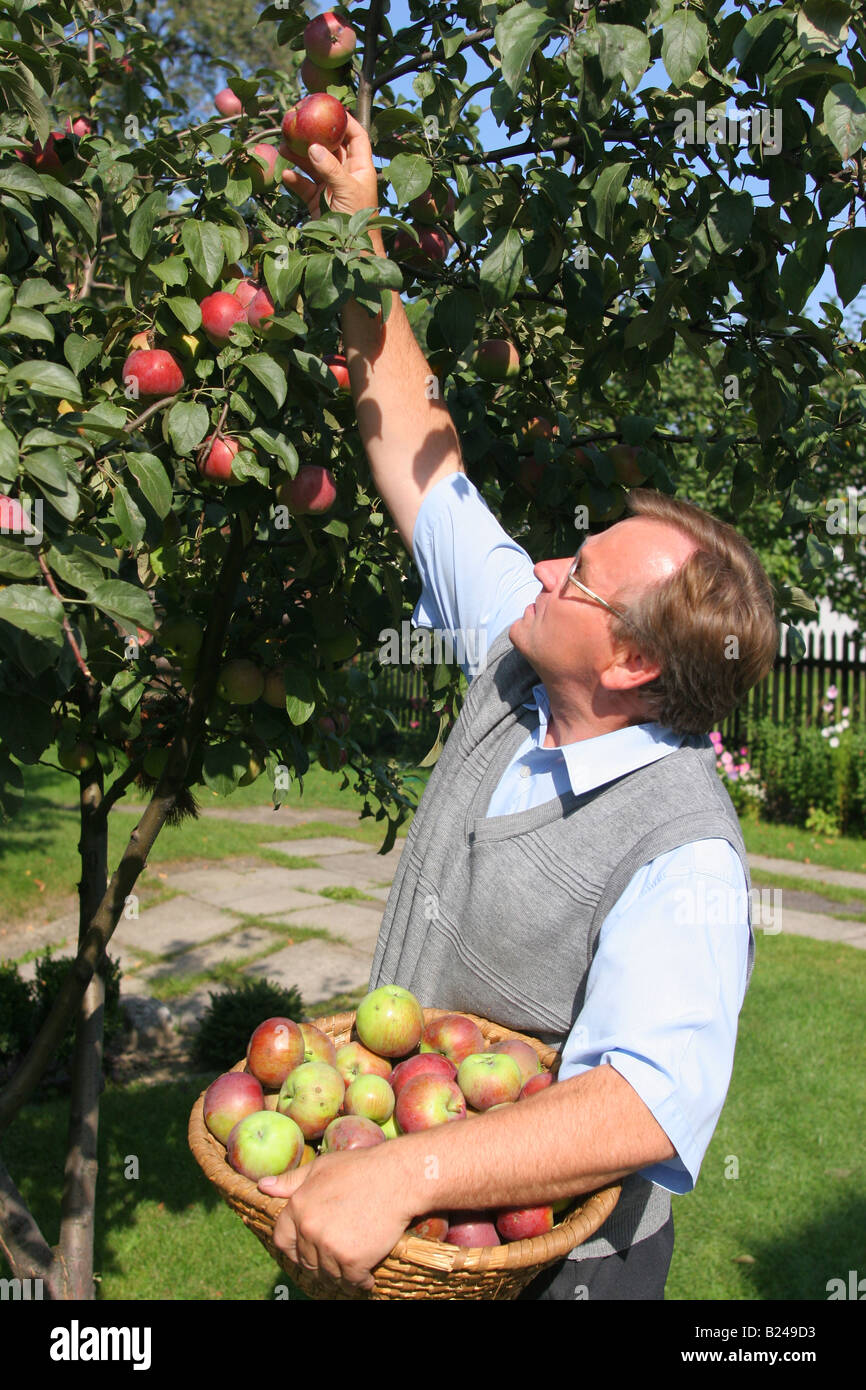 A man picking up apples from his garden, Silesia, Poland Stock Photo ...