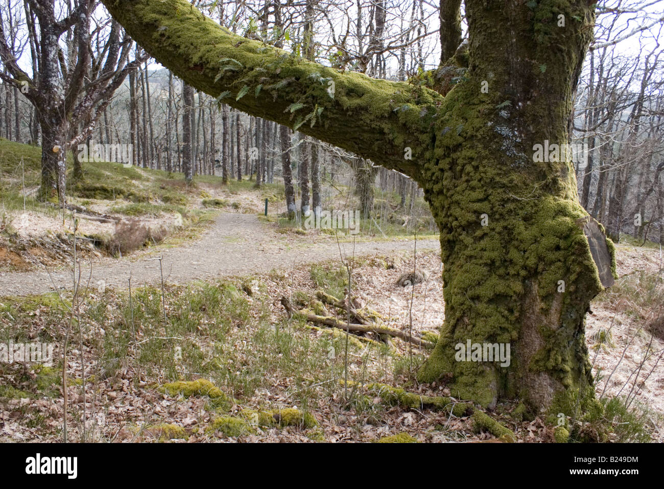 Close up of moss covered tree in woodland Stock Photo - Alamy