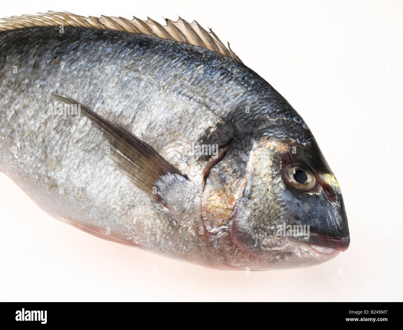 Royal fish hi-res stock photography and images - Alamy
