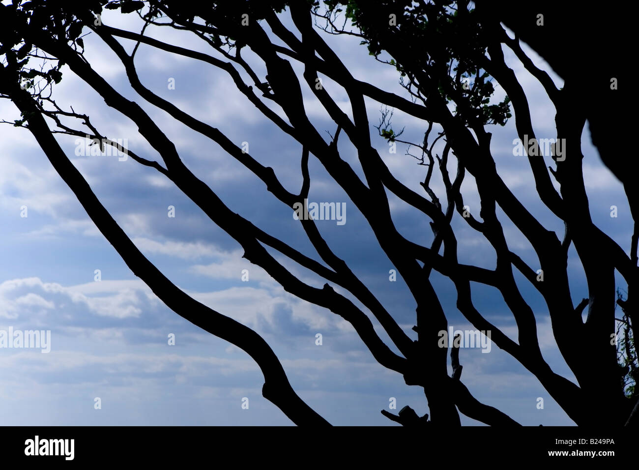 Silhouette of tree branches agaist a sky background Stock Photo - Alamy