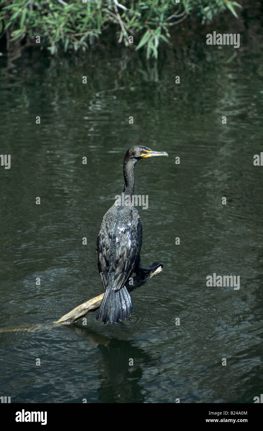 Anhinga seen from Anhinga Trail Everglades Nat Park Florida USA Stock ...
