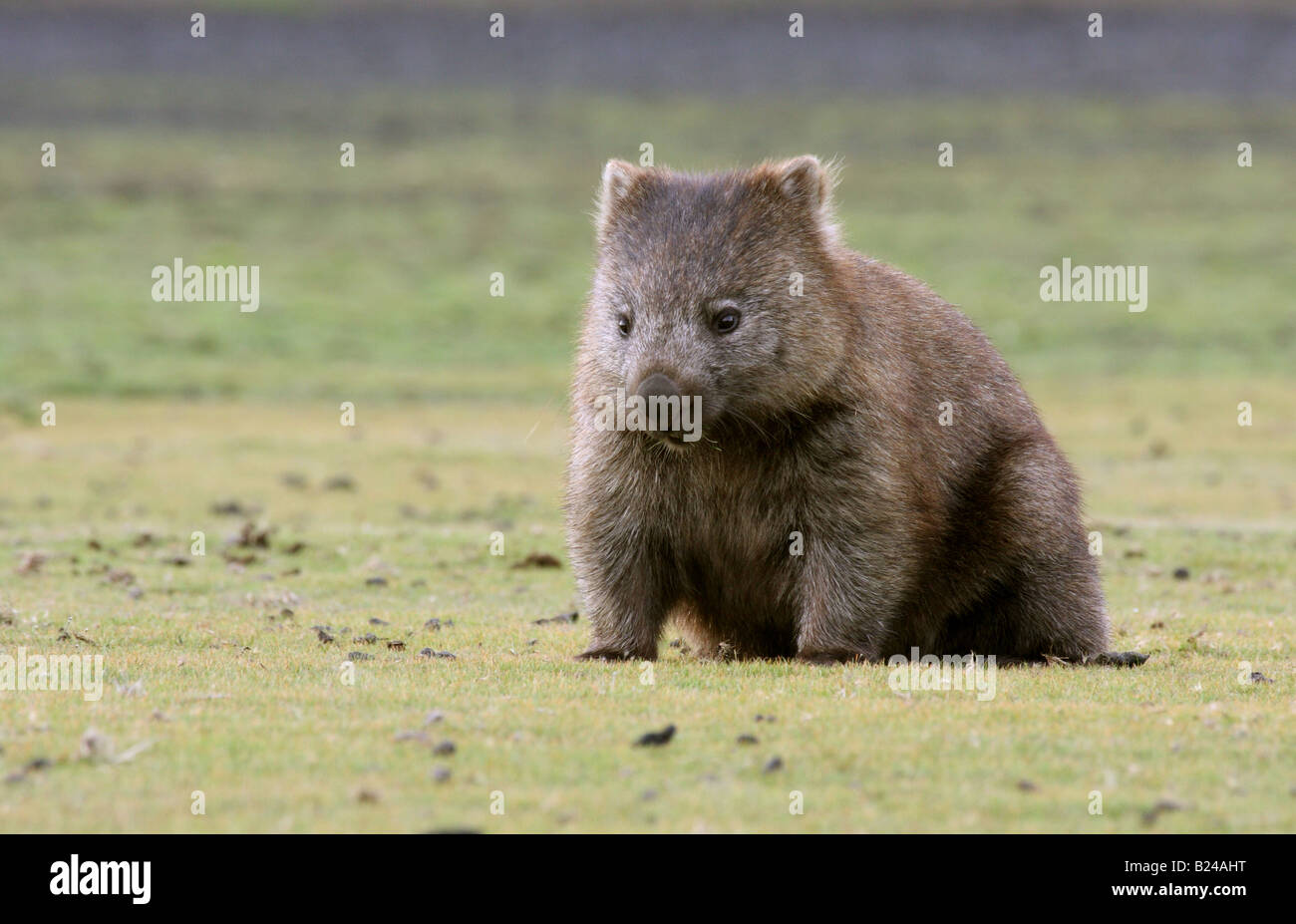 common wombat, vombatus ursinus single adult sitting Stock Photo - Alamy