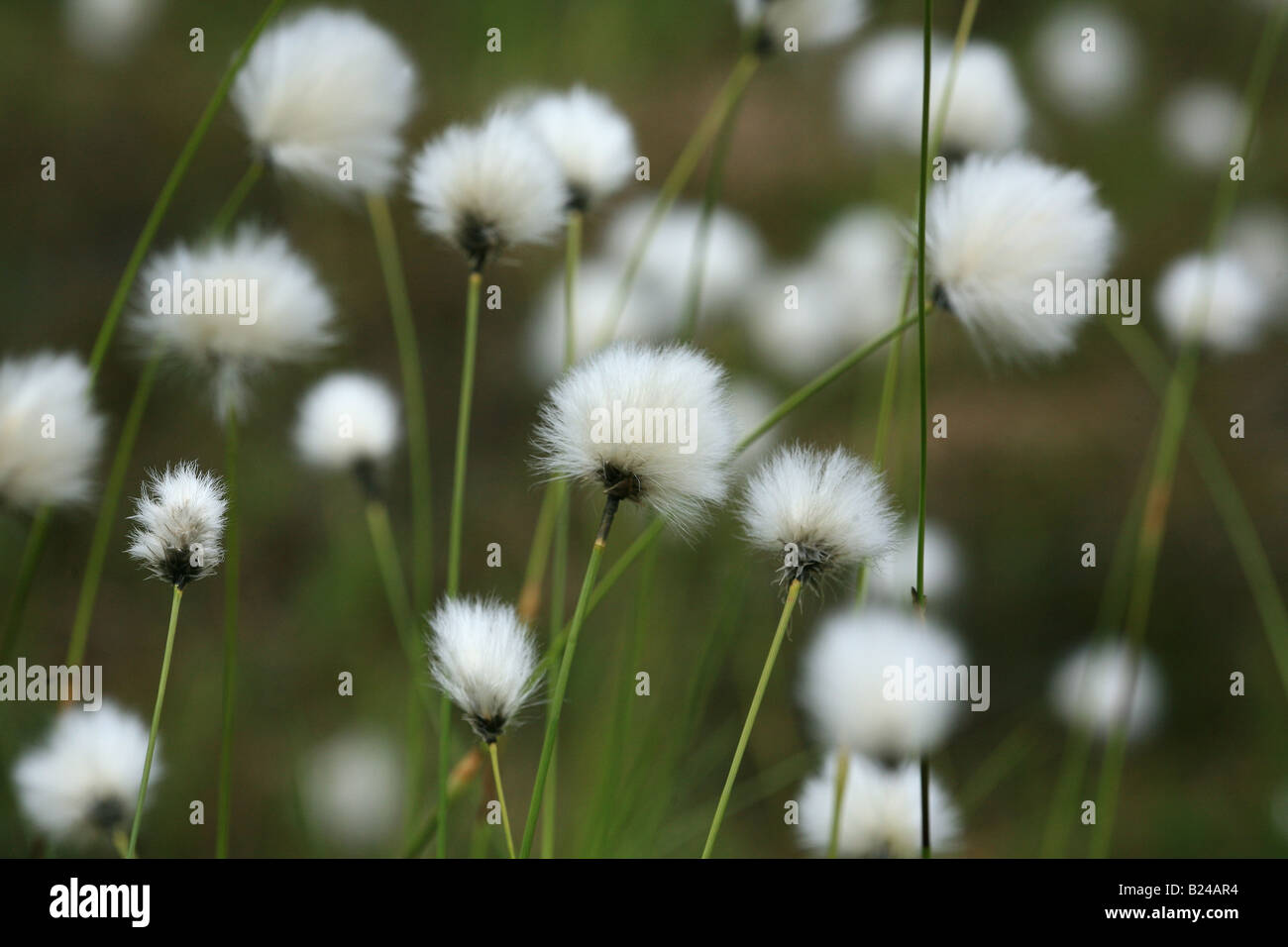 Cotton weed hi-res stock photography and images - Alamy