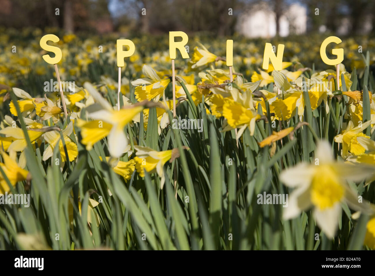 The word spring and daffodils Stock Photo - Alamy