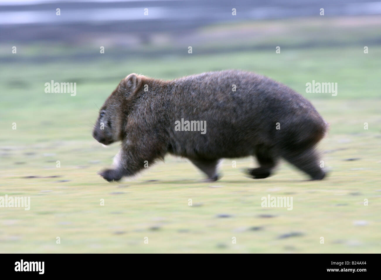 Wombat running hi-res stock photography and images - Alamy