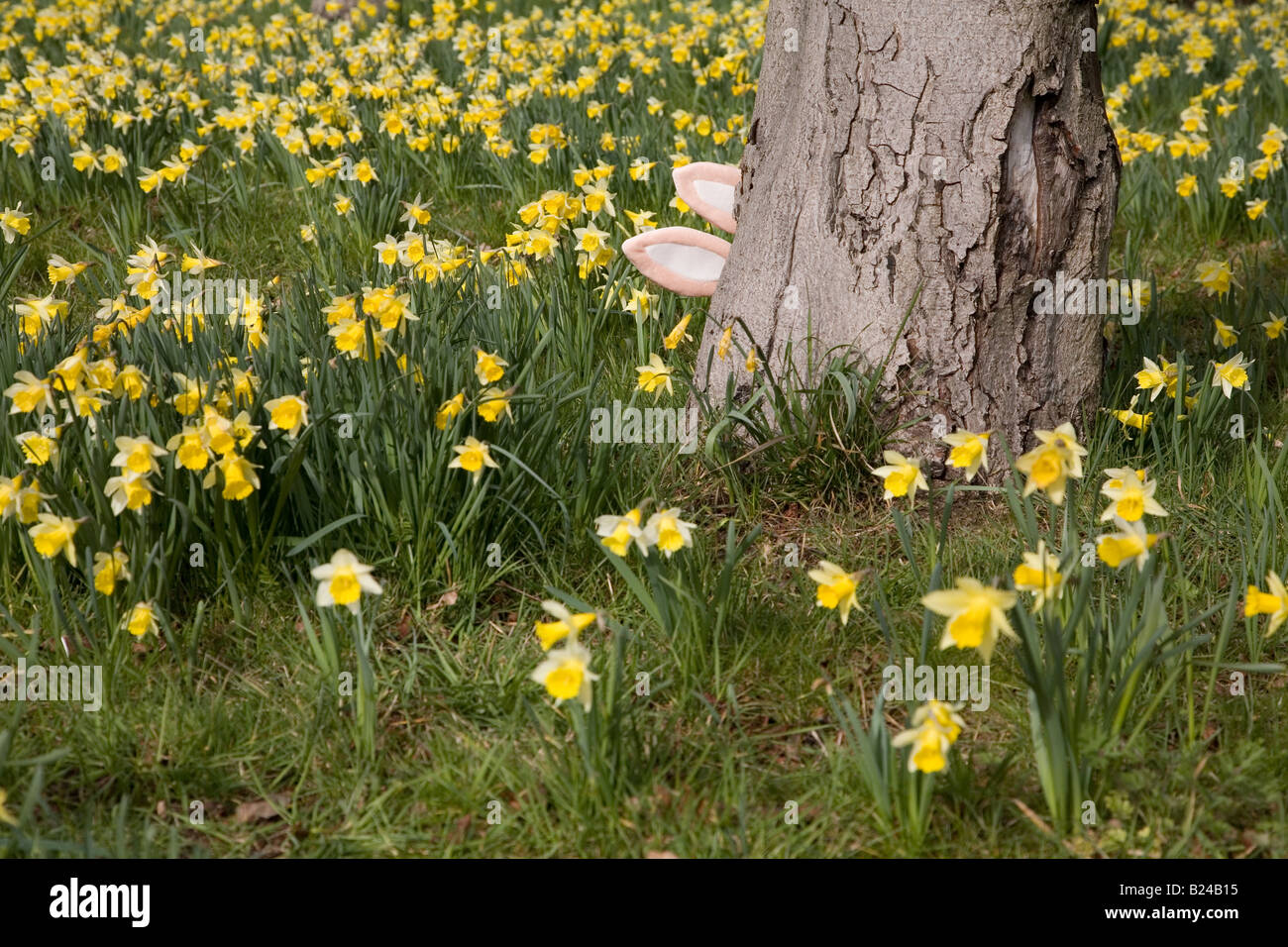 A rabbit hiding behind a tree Stock Photo - Alamy