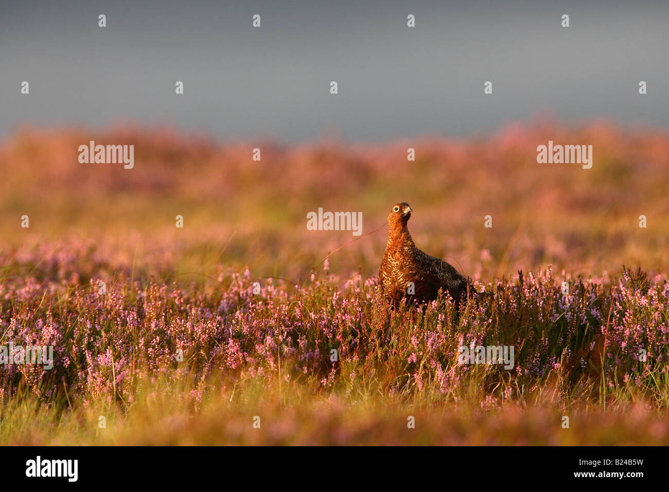 Red Grouse in Heather Stock Photo - Alamy