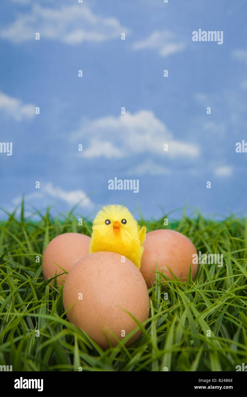 Chick and eggs Stock Photo - Alamy